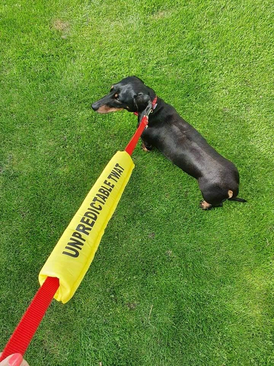 Dog Lead Sleeve, Lead Wrap, Lead Cover, Lead Slip. FUNNY, TWAT ...