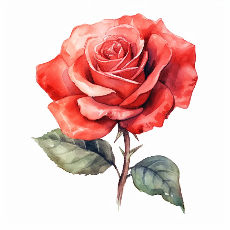 24 Red Roses High Quality PNG Images Transparent Background High ...
