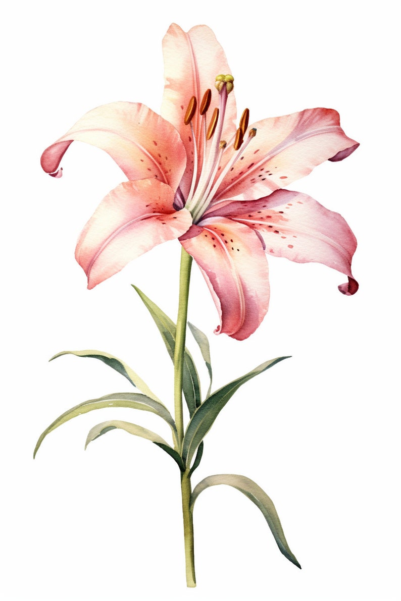 Pink Lily Flowers 15 High Quality PNG Images Transparent Background ...