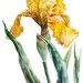 Yellow Iris Flowers - 24 High Quality PNG Images - Transparent ...