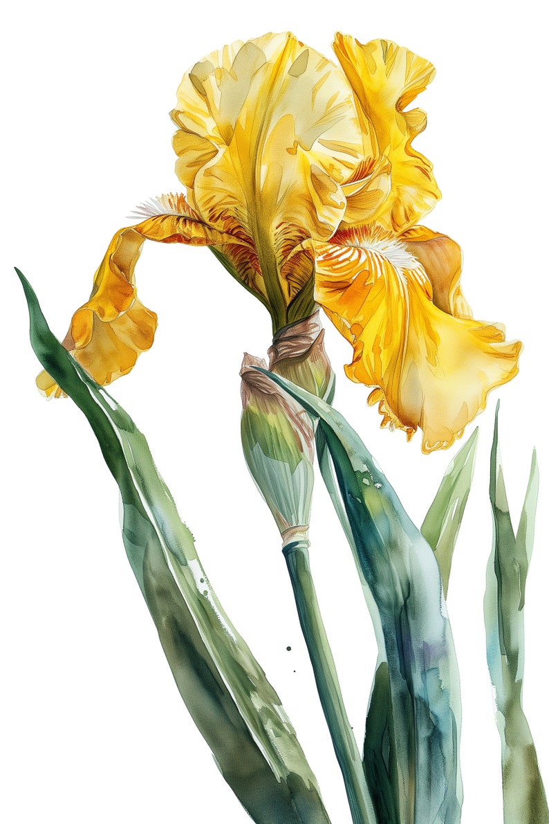 Yellow Iris Flowers 24 High Quality PNG Images Transparent Background ...