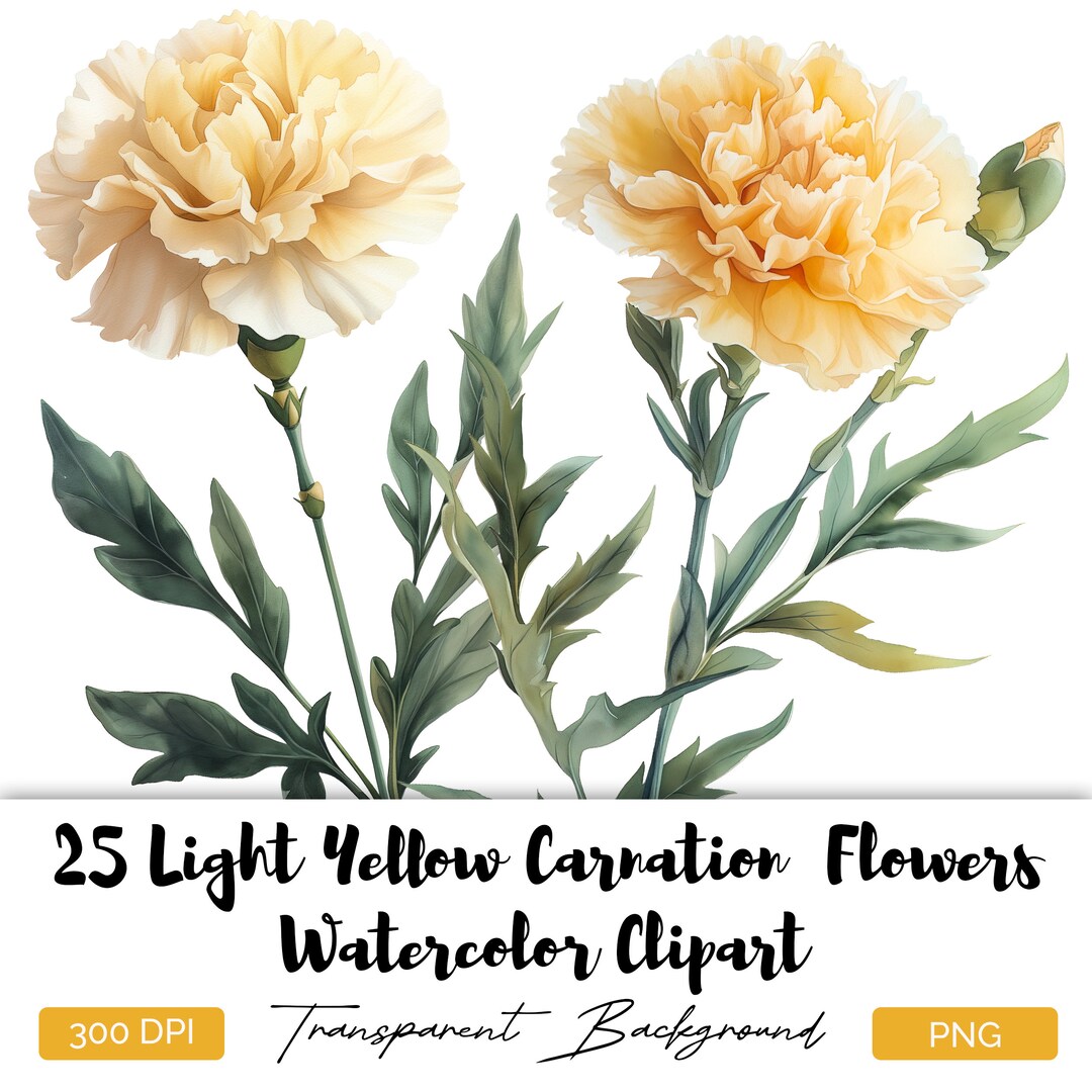 Yellow Carnation Flowers - 25 High Quality PNG Images - Transparent ...