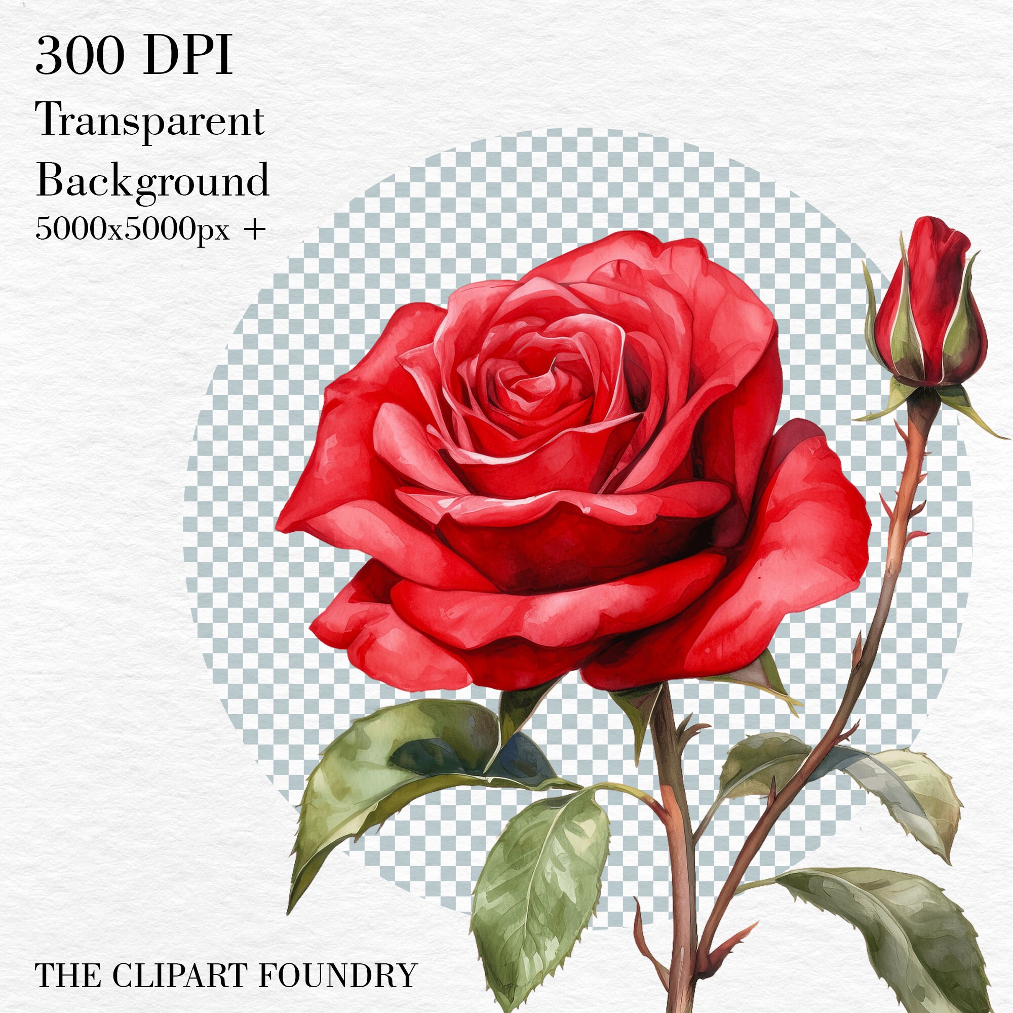 24 Red Roses High Quality PNG Images Transparent Background High ...