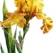 Yellow Iris Flowers - 24 High Quality PNG Images - Transparent ...