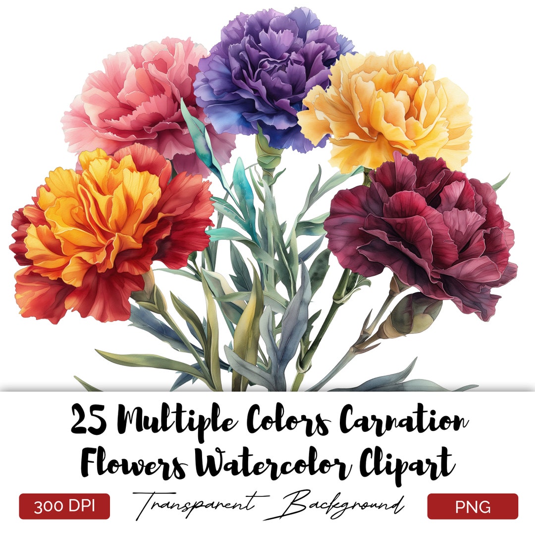 Colorful Carnation Flowers - 25 High Quality PNG Images - Transparent ...