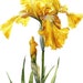 Yellow Iris Flowers - 24 High Quality PNG Images - Transparent ...