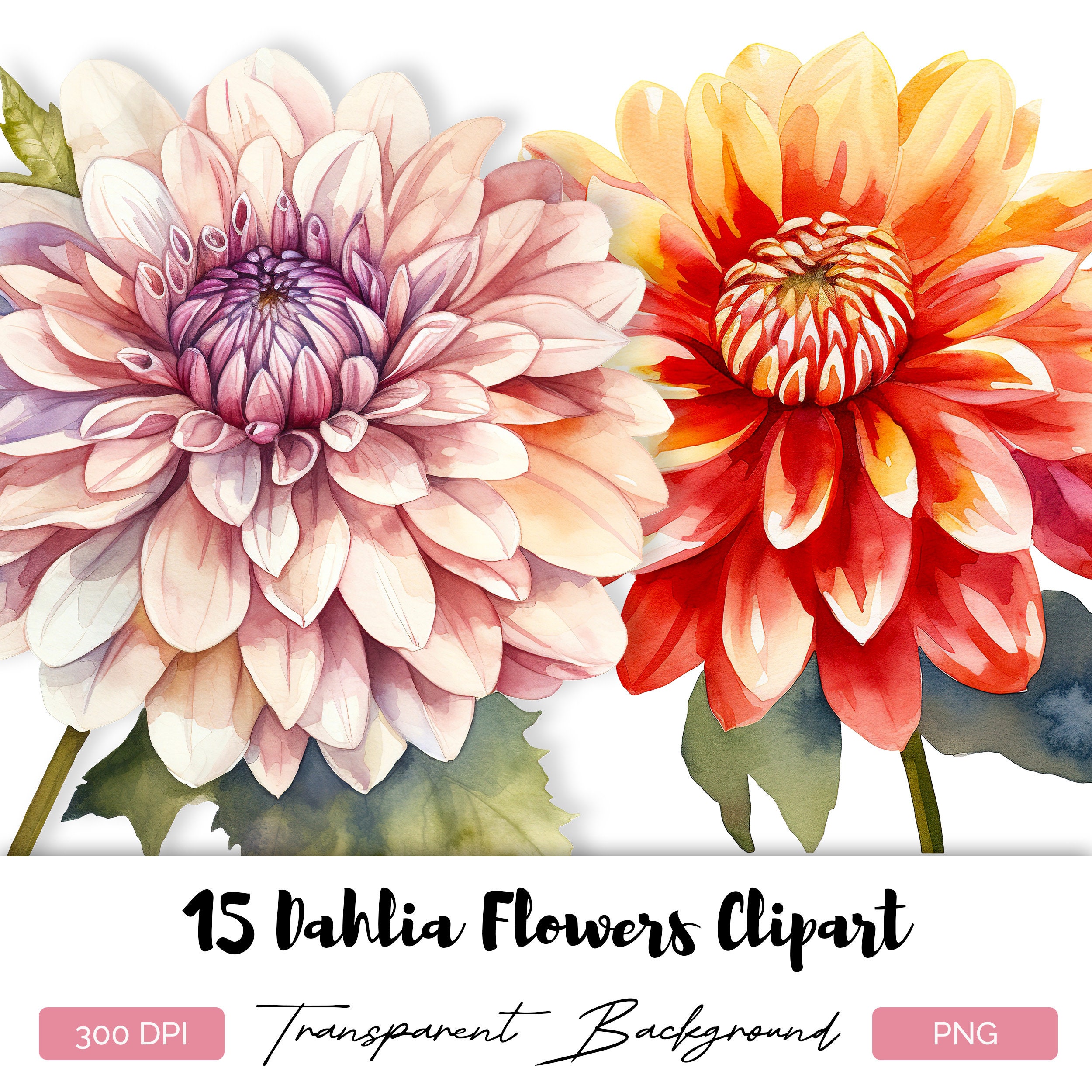 Dahlia Flowers 15 High Quality PNG Images Transparent Background High ...