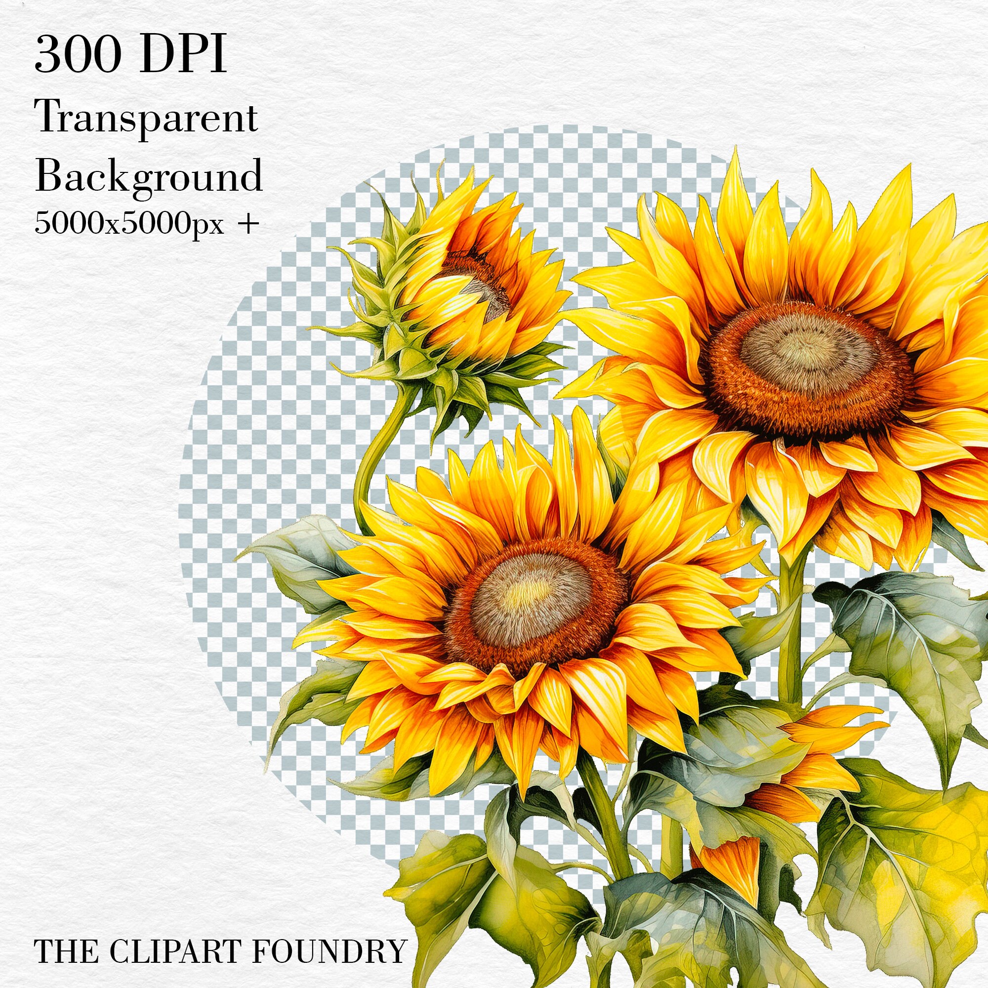 Sunflowers 27 High Quality PNG Images Transparent Background High ...