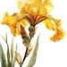 Yellow Iris Flowers - 24 High Quality PNG Images - Transparent ...