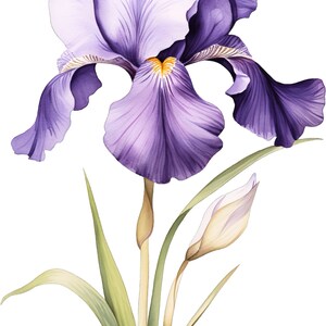 Purple Iris Flowers - 22 High Quality PNG Images - Transparent ...