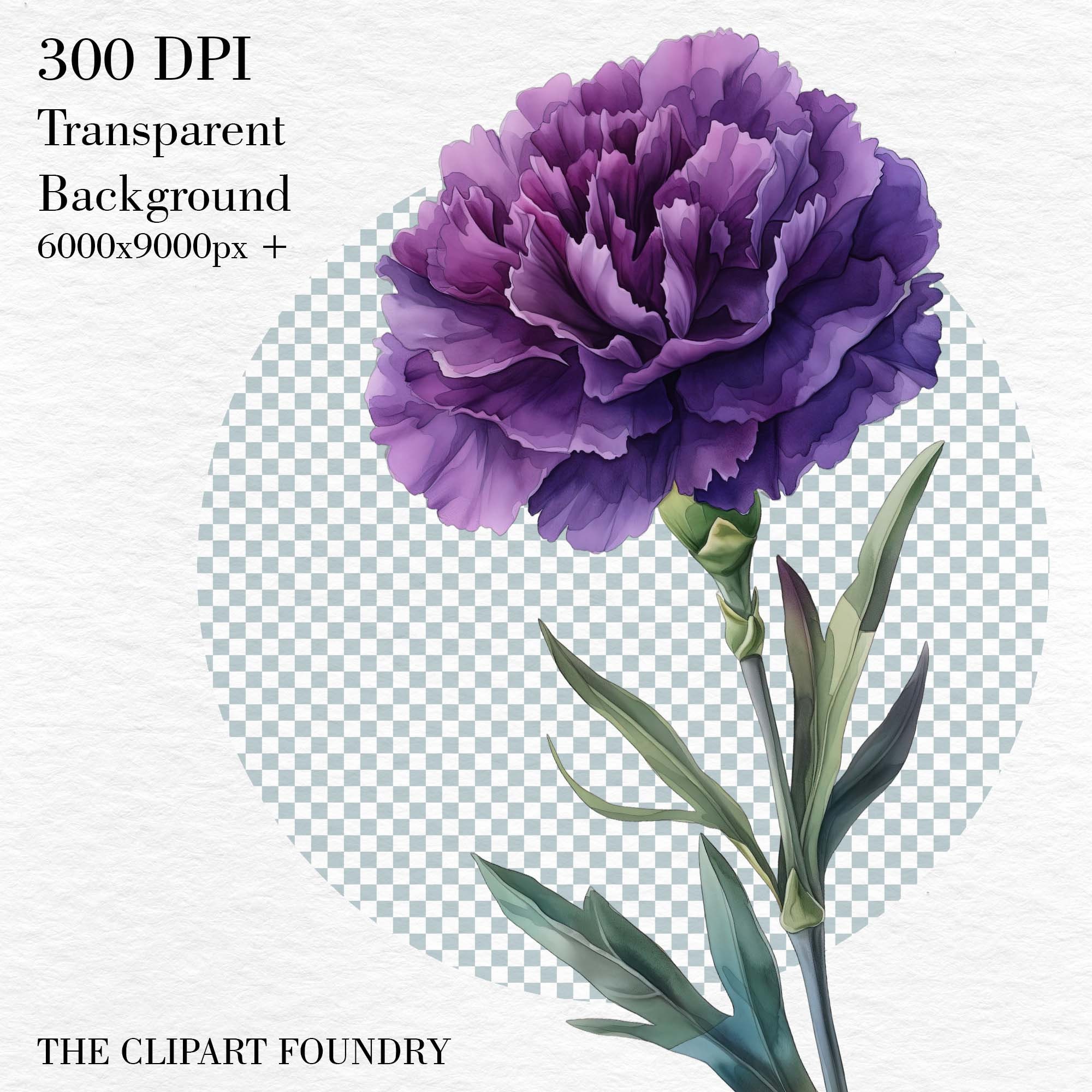 Purple Carnation Flowers 25 High Quality PNG Images Transparent ...