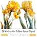 Yellow Iris Flowers - 24 High Quality PNG Images - Transparent ...