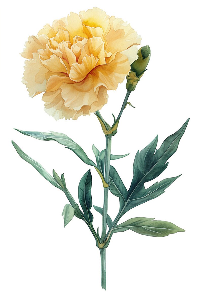 Yellow Carnation Flowers - 25 High Quality PNG Images - Transparent ...