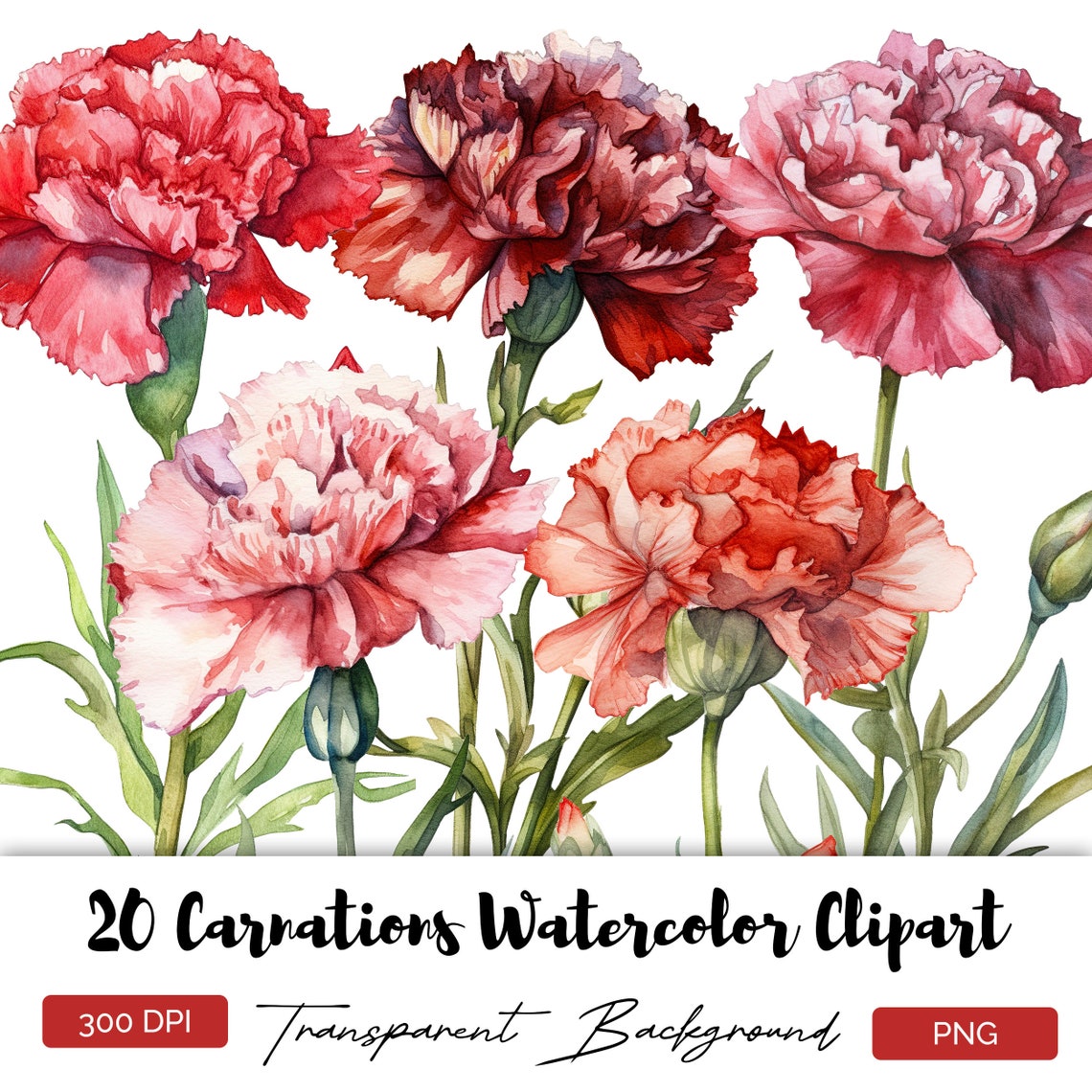 Carnation Flowers 20 High Quality PNG Images Transparent Background ...