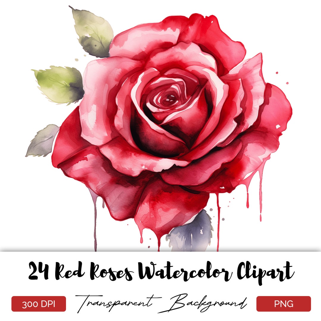 24 Red Roses - High Quality PNG Images - Transparent Background - High ...
