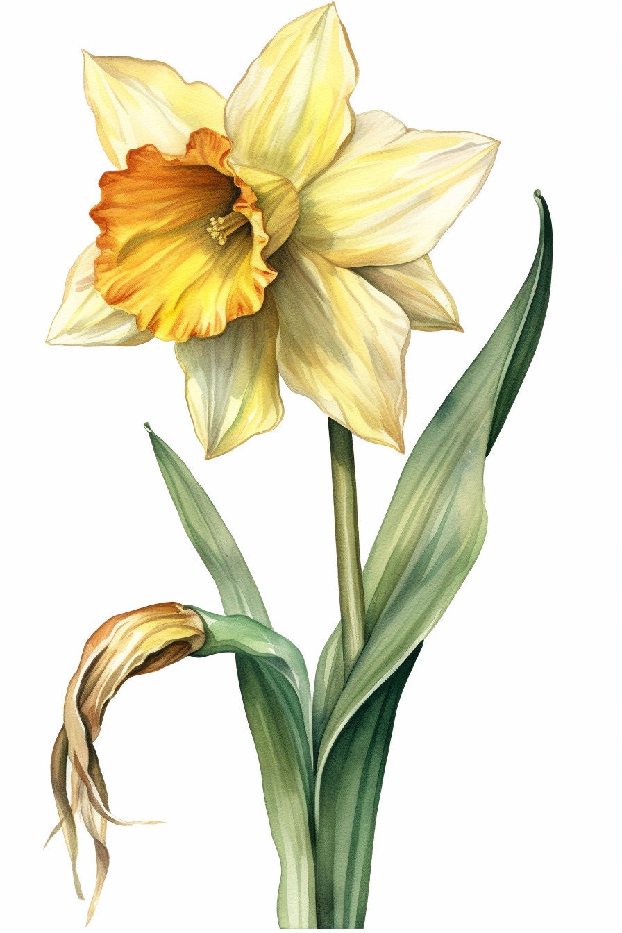 Daffodils Clipart - 15 High Quality PNG Images - Transparent Background ...
