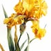 Yellow Iris Flowers - 24 High Quality PNG Images - Transparent ...