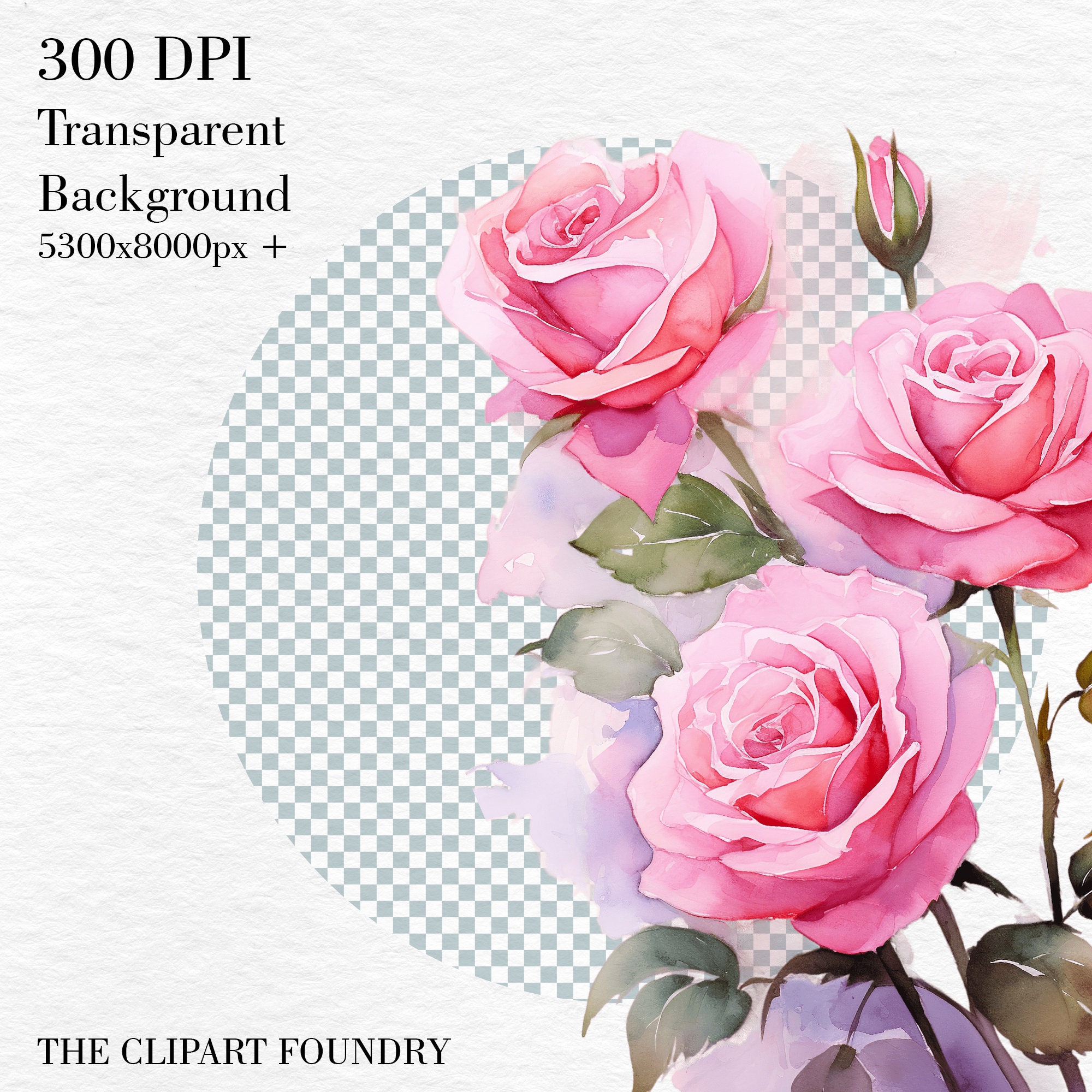 24 Pink Roses - High Quality PNG Images - Transparent Background - High ...