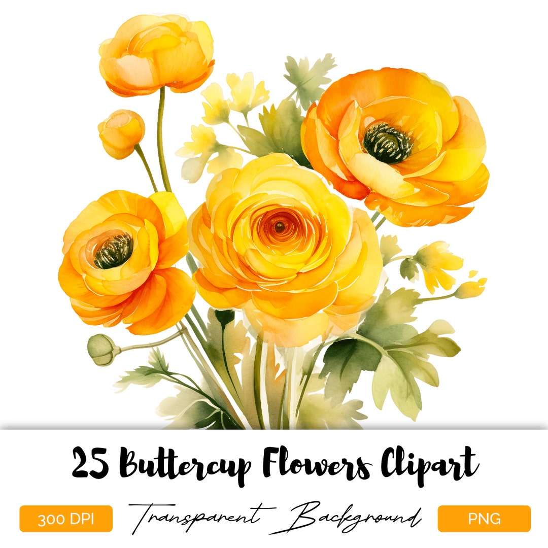 25 Buttercup Flowers High Quality PNG Images Transparent Background ...