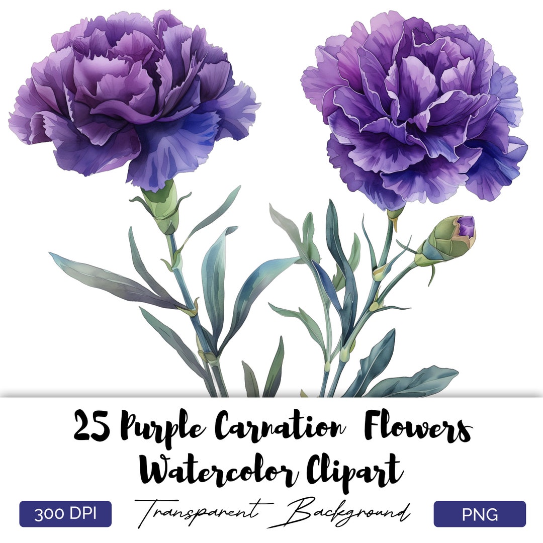 Purple Carnation Flowers 25 High Quality PNG Images Transparent ...