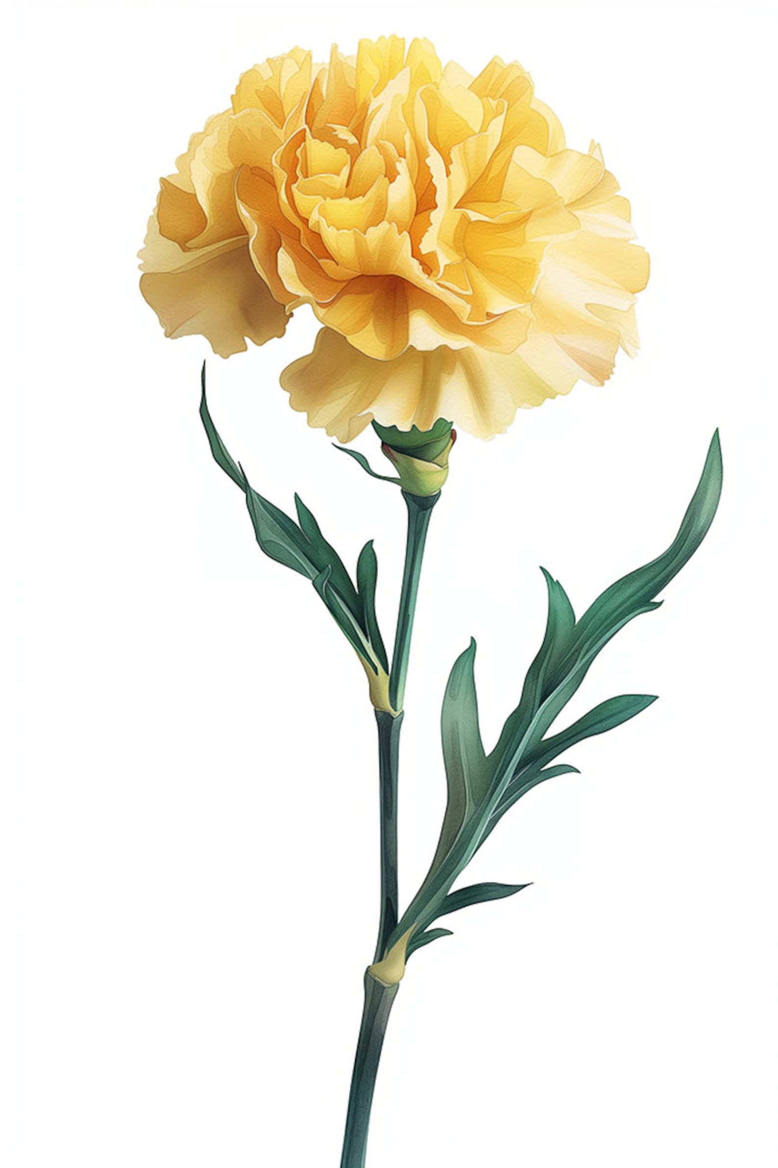 Yellow Carnation Flowers 25 High Quality PNG Images Transparent ...