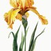 Yellow Iris Flowers - 24 High Quality PNG Images - Transparent ...