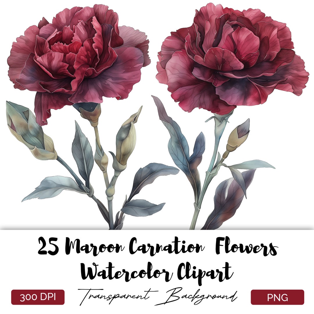 Maroon Carnation Flowers 25 High Quality PNG Images Transparent ...