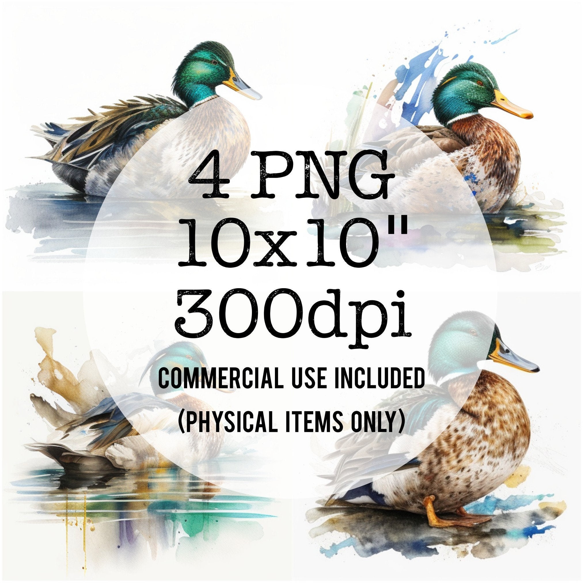 Mallard Duck Watercolor PNG Clipart Duck Watercolour PNG - Etsy