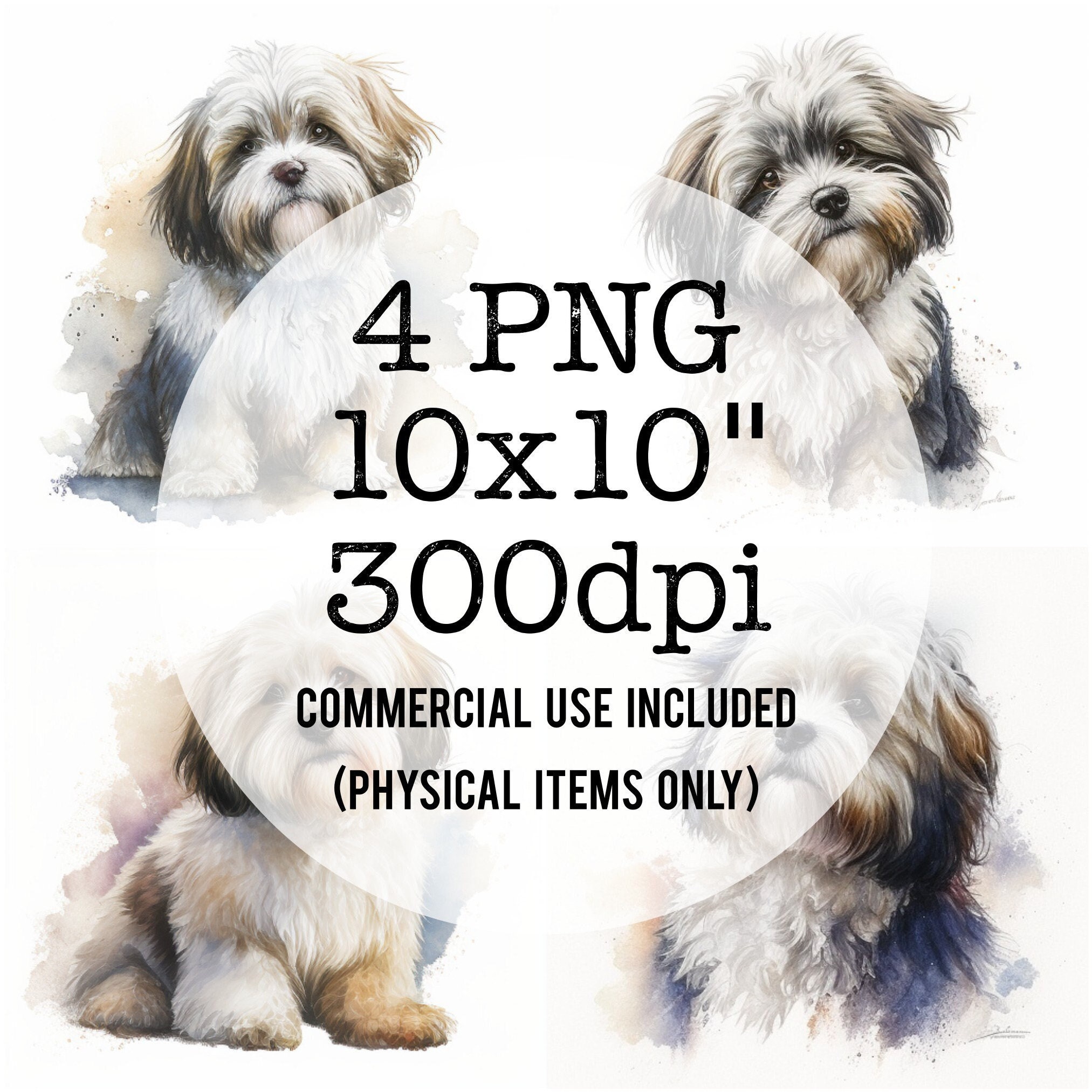 Havanese Watercolor PNG Clipart Havanese Dog Portrait PNG - Etsy
