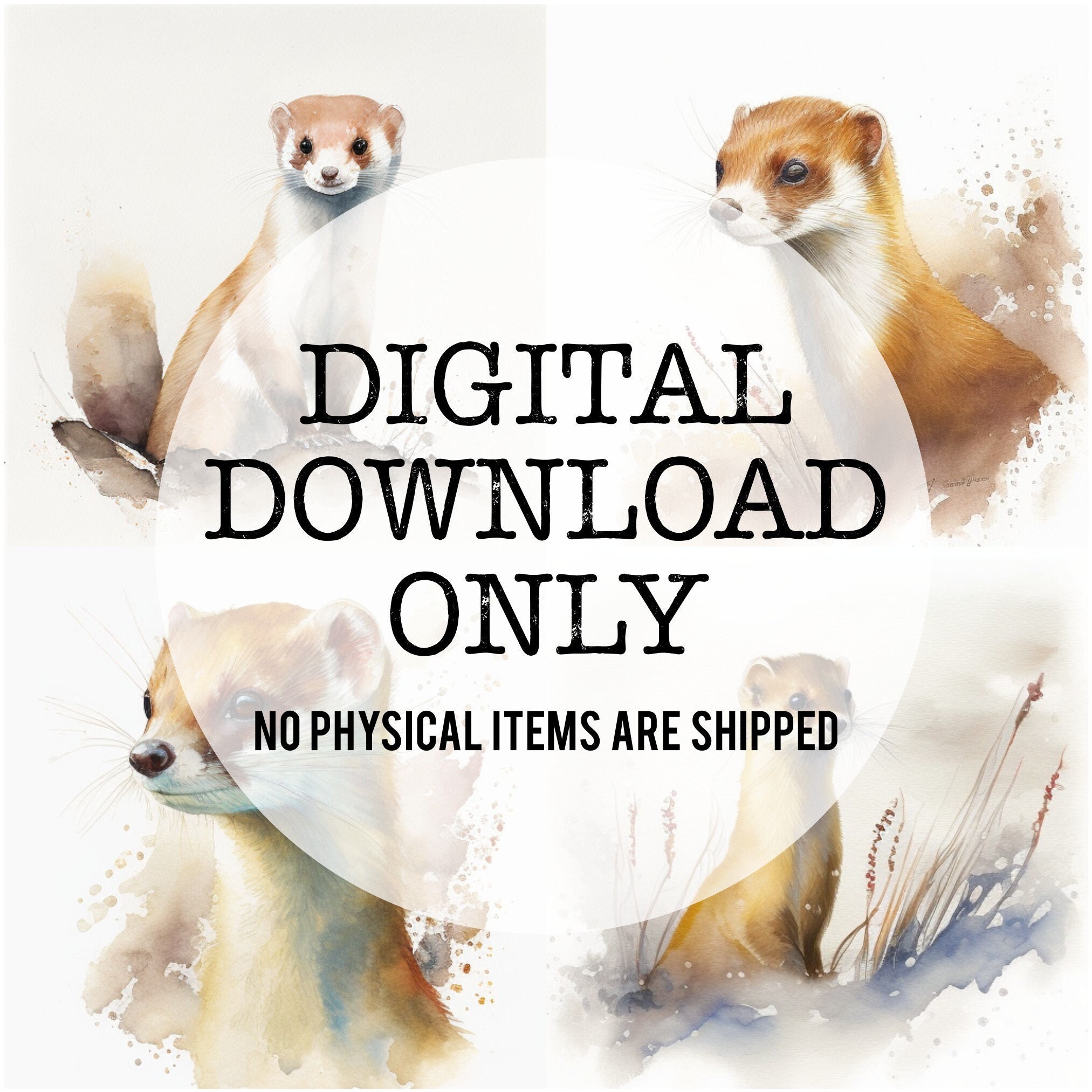 Weasel Watercolor Clipart: Four PNG Images (commercial Use) - Etsy
