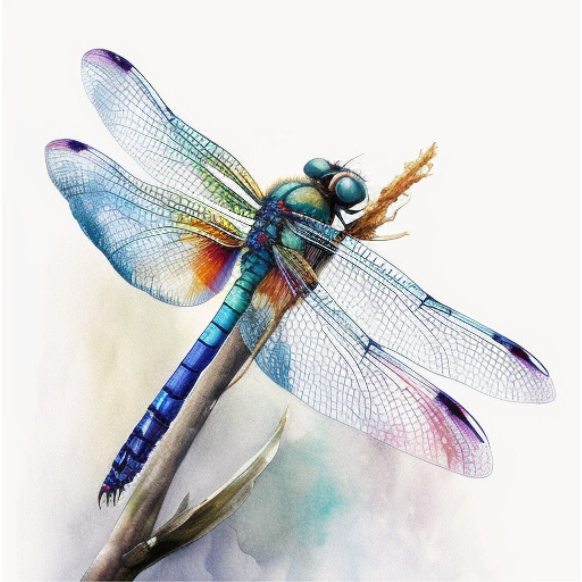 Dragonfly Watercolor PNG Clipart Dragonfly Portrait - Etsy