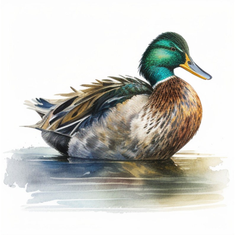 Mallard Duck Watercolor PNG Clipart Duck Watercolour PNG - Etsy