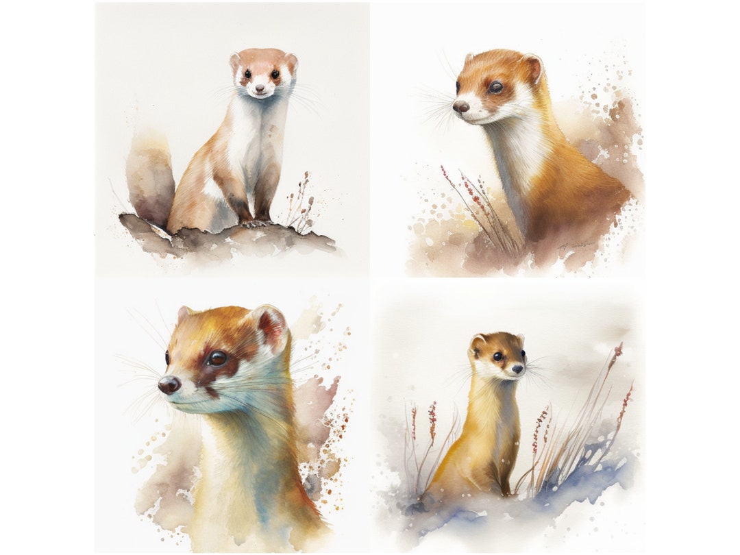 Weasel Watercolor PNG Clipart Weasel PNG Watercolour Instant - Etsy