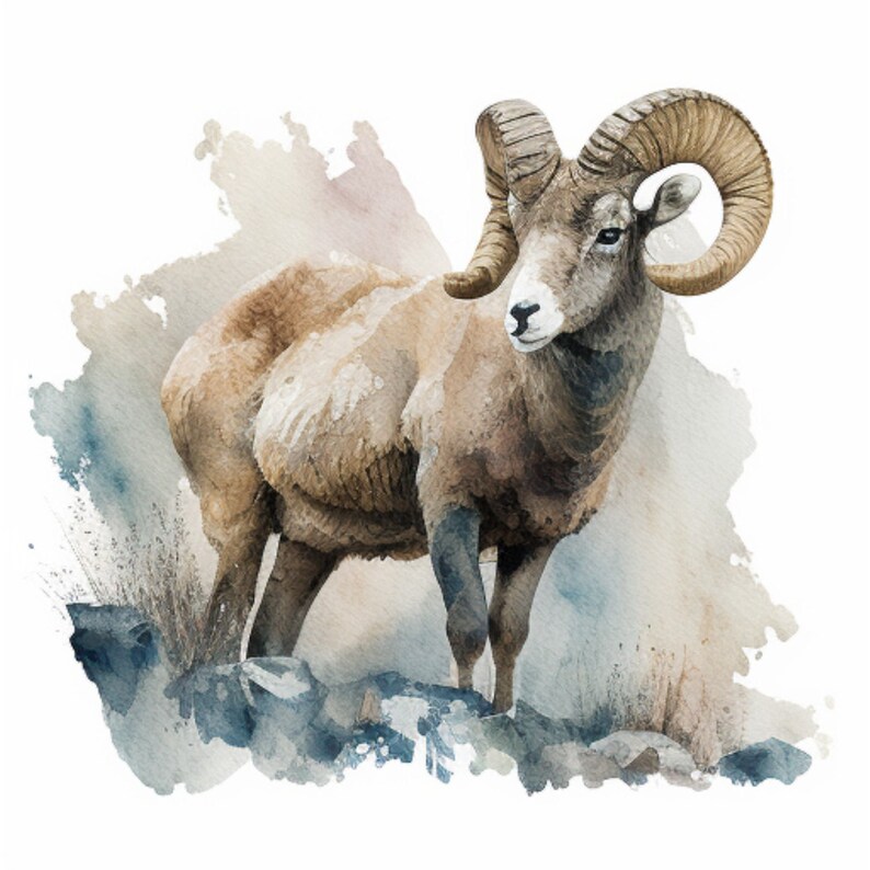 Bighorn Sheep Watercolor PNG Clipart Sheep Portrait PNG - Etsy