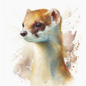 Weasel Watercolor PNG Clipart, Weasel PNG Watercolour, Instant Download ...