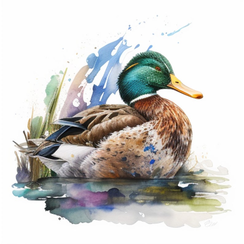 Mallard Duck Watercolor PNG Clipart Duck Watercolour PNG - Etsy
