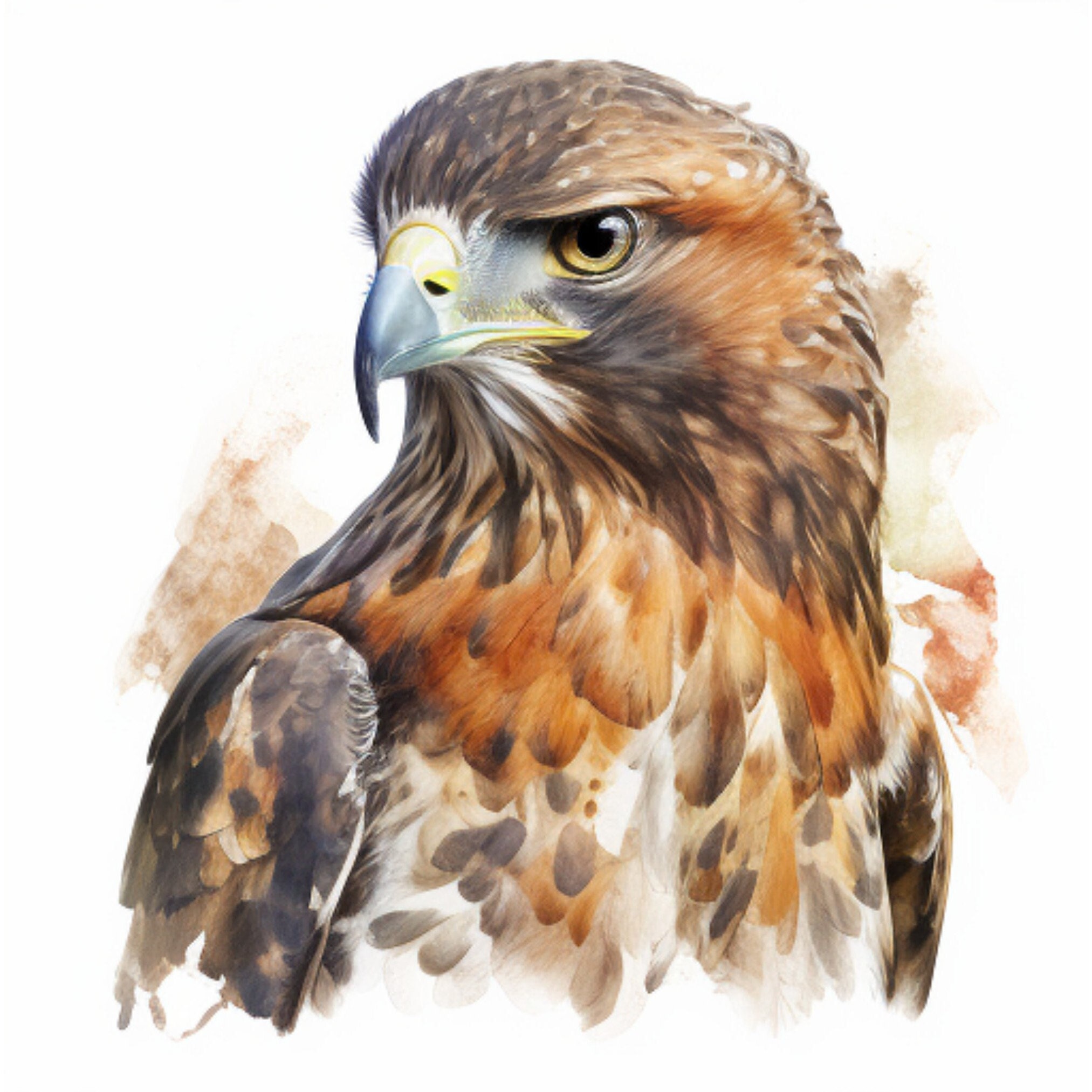 Buzzard Watercolor PNG Clipart Bird of Prey Portrait PNG - Etsy Australia