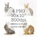 Netherland Dwarf Rabbit Watercolor PNG Clipart, Bunny Portrait ...