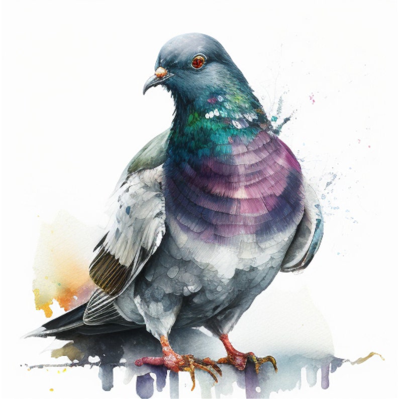 Pidgeon Watercolor PNG Clipart Pidgeon Bird Portrait PNG - Etsy