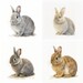 Netherland Dwarf Rabbit Watercolor PNG Clipart, Bunny Portrait ...