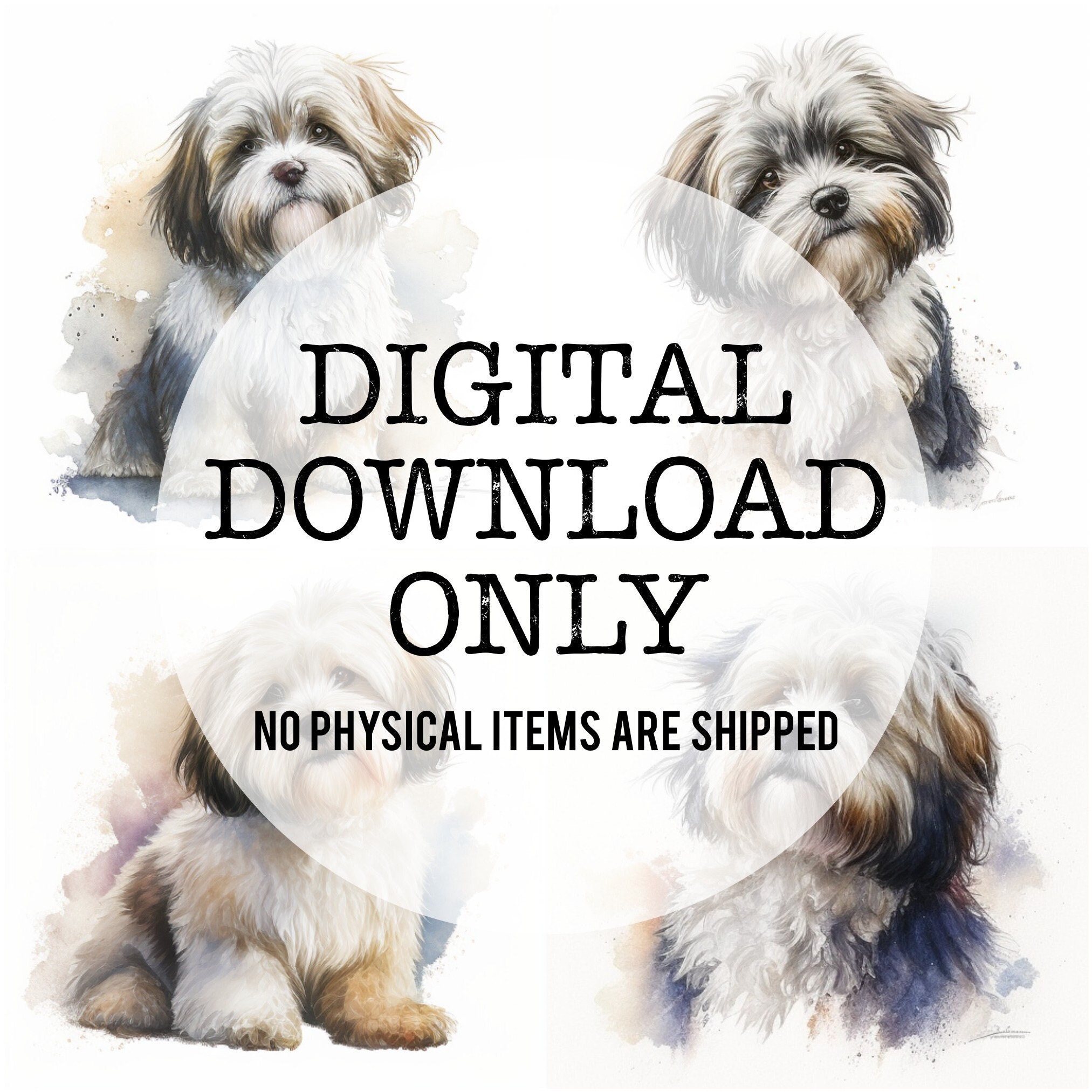 Havanese Watercolor PNG Clipart Havanese Dog Portrait PNG - Etsy