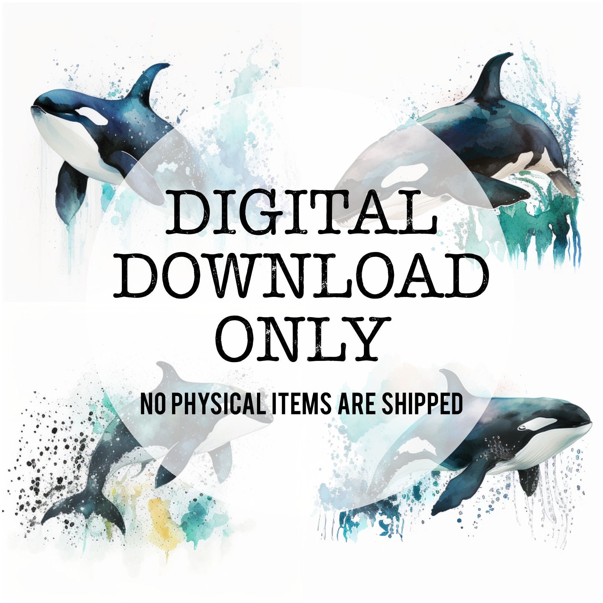 Killer Whale Watercolor PNG Clipart Whale Portrait PNG - Etsy