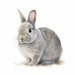 Netherland Dwarf Rabbit Watercolor PNG Clipart, Bunny Portrait ...