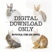 Netherland Dwarf Rabbit Watercolor PNG Clipart, Bunny Portrait ...
