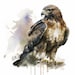 Buzzard Watercolor PNG Clipart, Bird of Prey Portrait PNG Watercolour ...