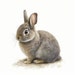 Netherland Dwarf Rabbit Watercolor PNG Clipart, Bunny Portrait ...