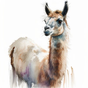 Llama Watercolor PNG Clipart, Llama Portrait PNG Watercolour, Instant ...