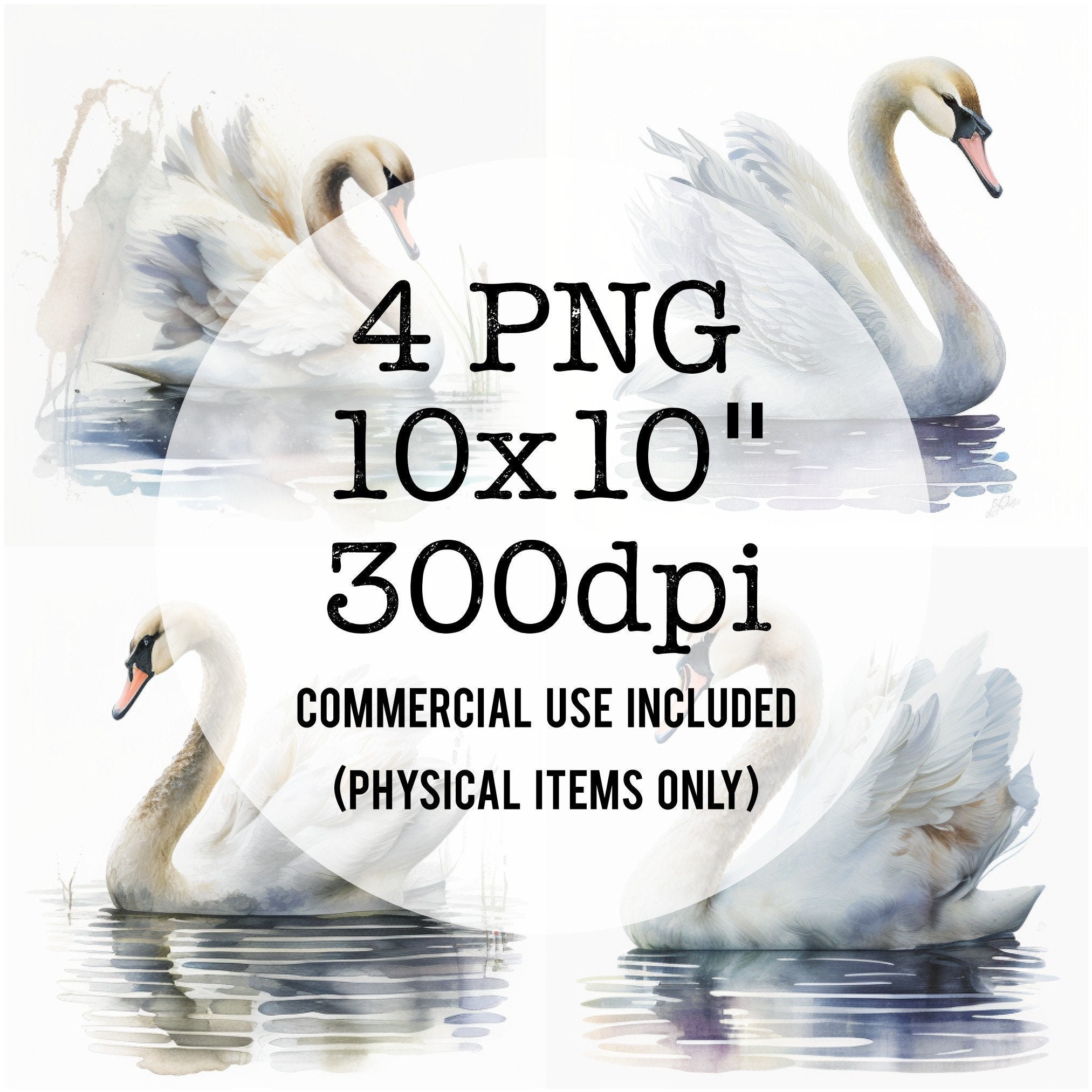 Swan Watercolor PNG Clipart Swan PNG Large Bird Watercolour - Etsy