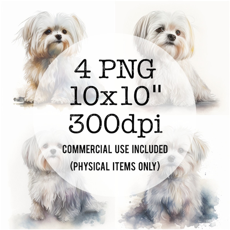 Maltese Dog Watercolor Portrait: 4 PNG Clipart Images (digital Download ...