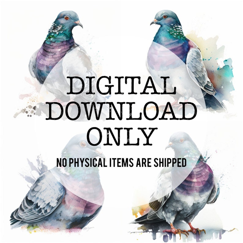 Pidgeon Watercolor PNG Clipart Pidgeon Bird Portrait PNG - Etsy